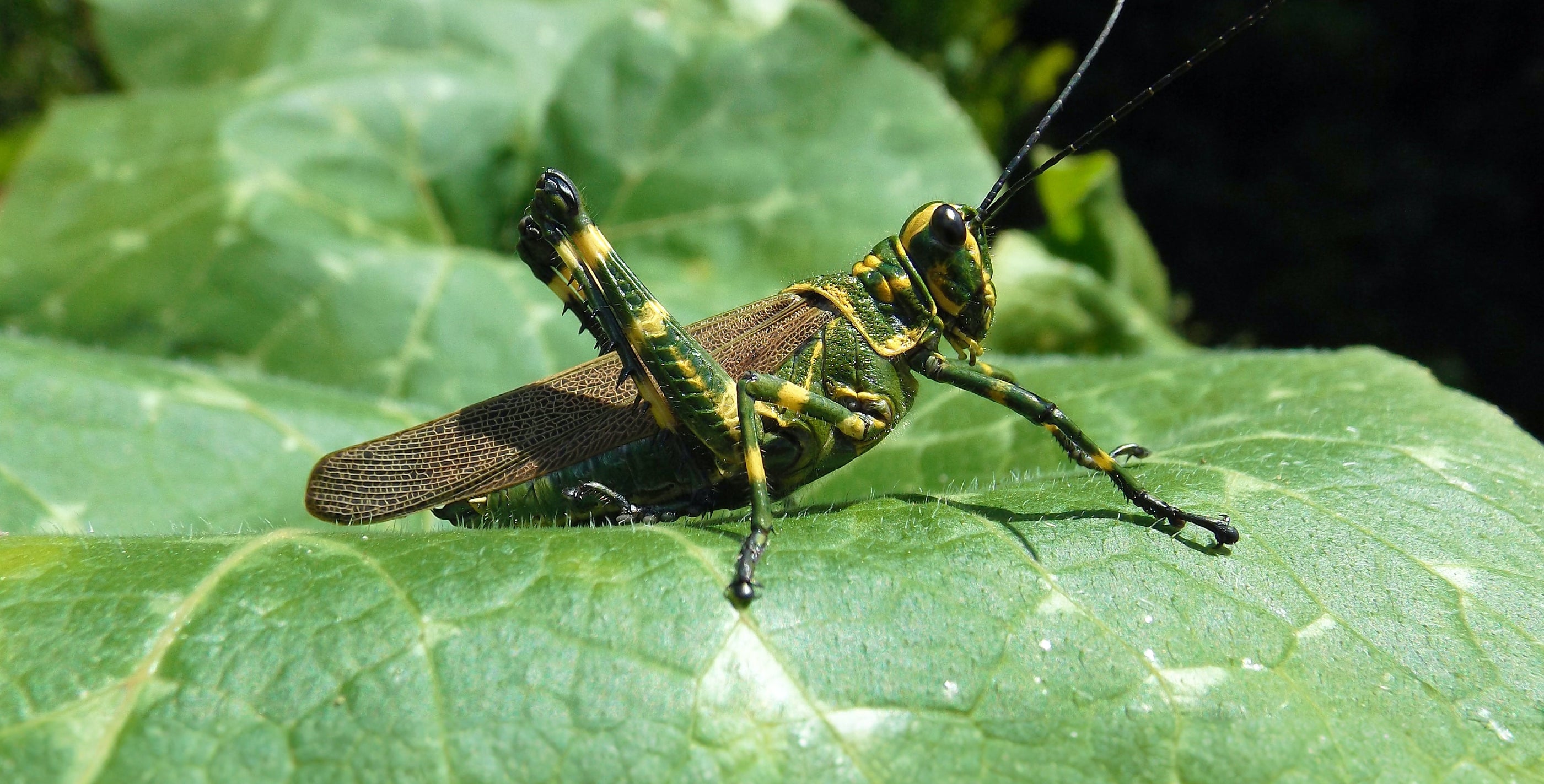 Little Life Lessons [Part Three] – The Locust – jjohn.com