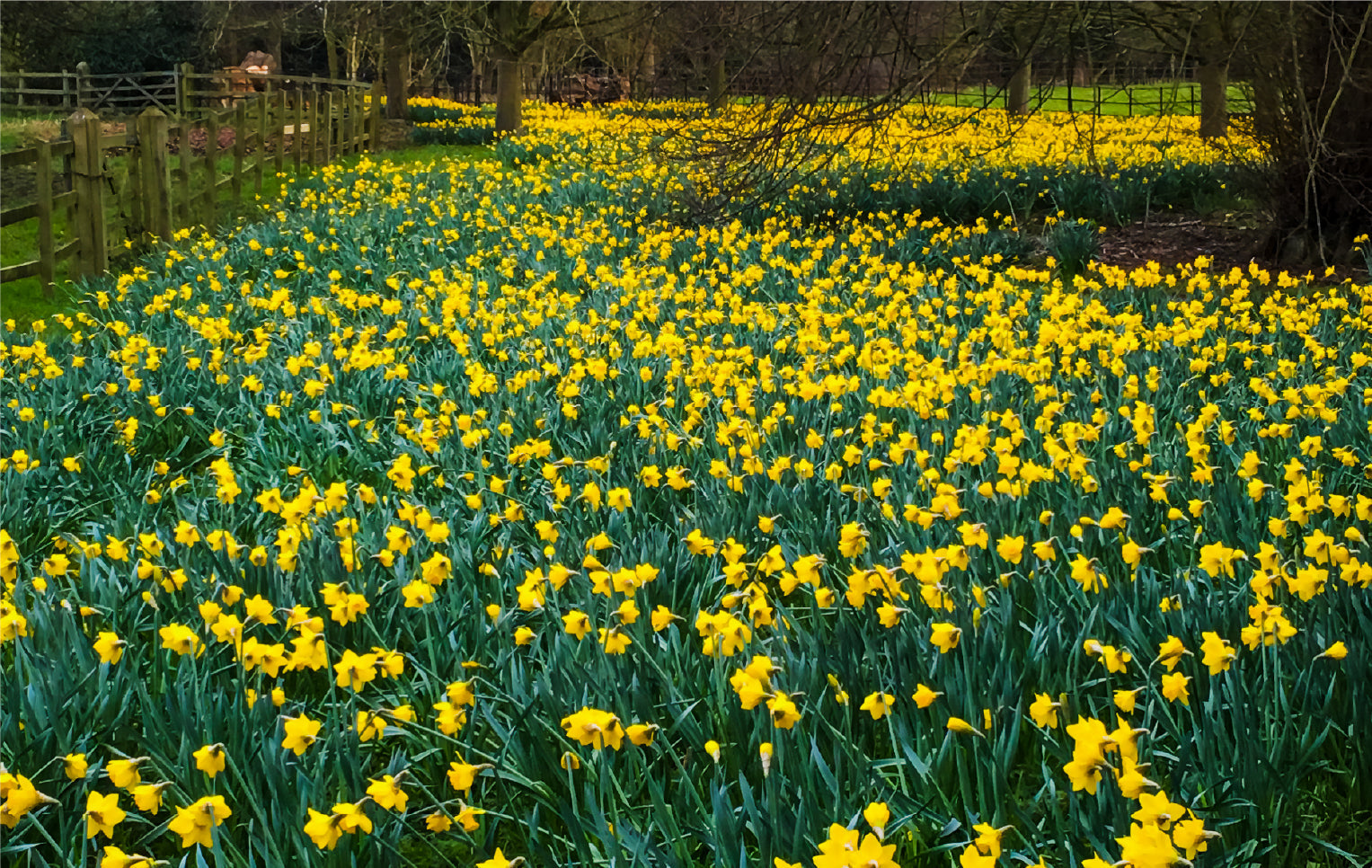 On Seeing Spring – jjohn.com